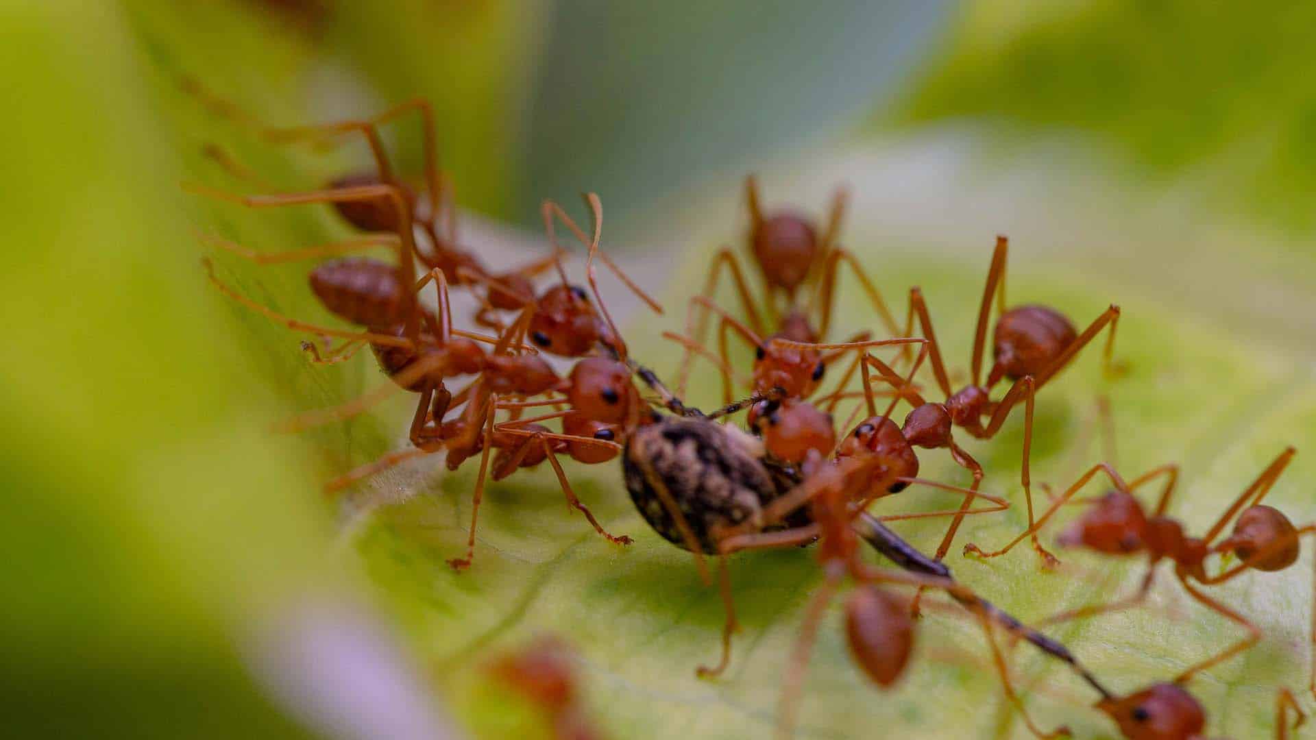 Red ants: Identifying, preventing and exterminating these pests - MTL ...
